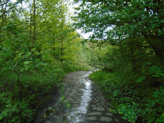 Cobble stock photo. Image of cobbles, path, trees, rain - 54454496