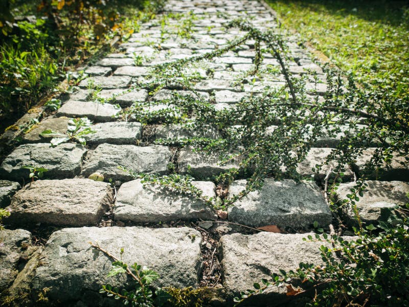 Cobble Path stock photo. Image of green, nature, stones - 57064122