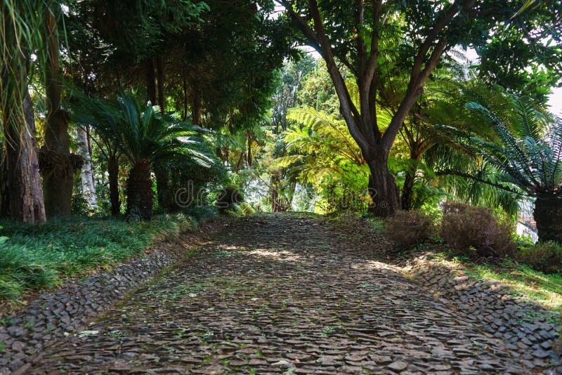 Cobble Stone Path in Tropical Garden with Palms and Trees Stock Image ...