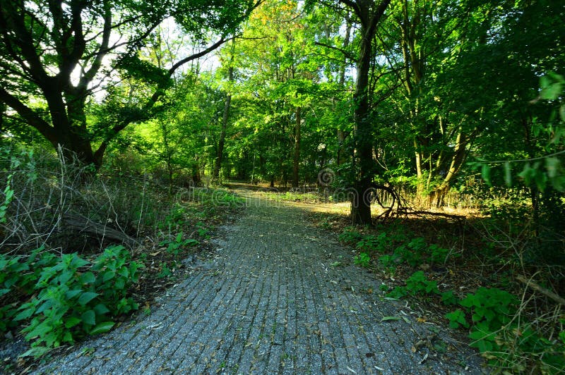 Cobbled way in forest stock photo. Image of road, japanese - 37107798