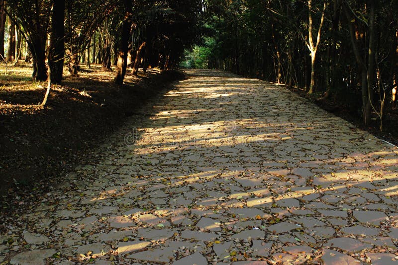 Cobblestone paths stock photo. Image of tree, road, leaf - 213506152