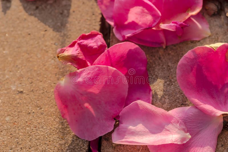 Fallen Rose Petals on the Sidewalk. Stock Photo - Image of purple ...