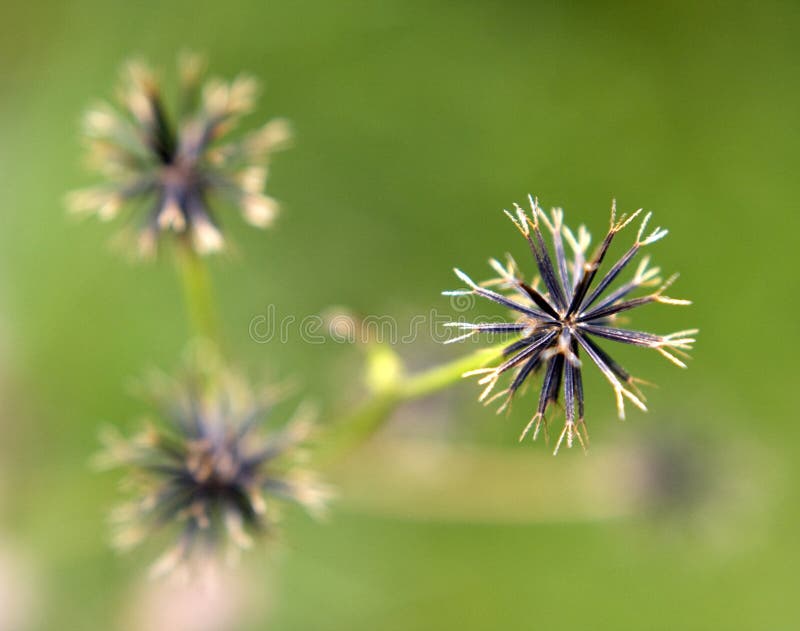 Cobblers Pegs stock photo. Image of pilosa, health, food - 13152384