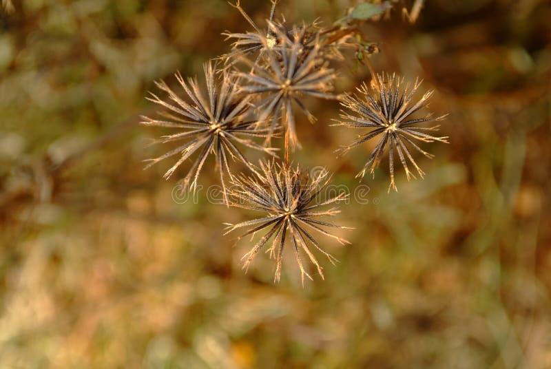 Cobblers Pegs stock photo. Image of pilosa, health, food - 13152384