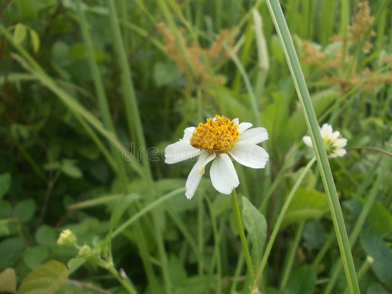Cobblers Pegs (Bidens Pilosa) Stock Photo - Image of flower, prairie ...