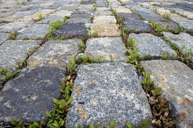 Cobblestone Background with Sprouted Grass Stock Photo - Image of lane ...