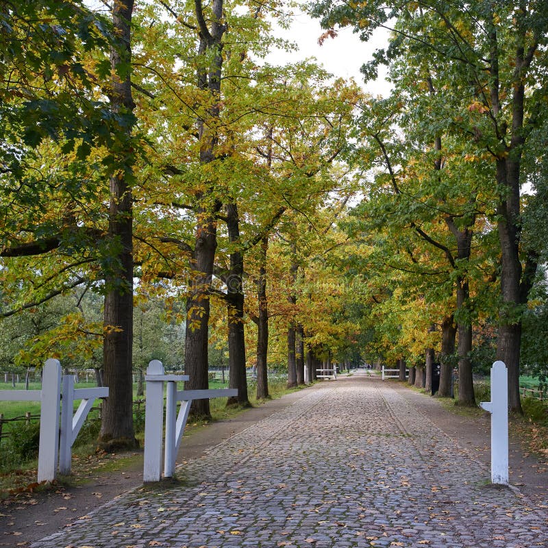 Cobblestone Path, Autumn Trees Stock Photo - Image of genk, autumn ...