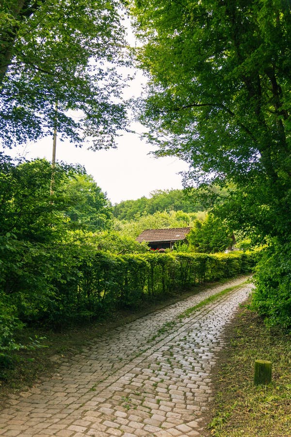 Cobblestone Path in Forest with Hut Trees Clear Skies Opening in Stock ...
