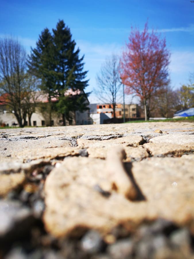 Cobblestone Path in the Park and Trees Stock Image - Image of plant ...