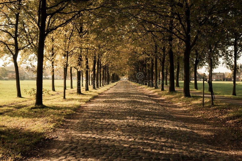 Cobblestone Path Surrounded by Rows of Trees. Stock Photo - Image of ...