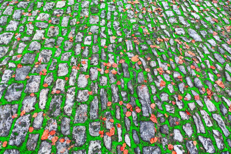 Cobblestone Pavement with Moss Stock Photo - Image of tile, nature ...