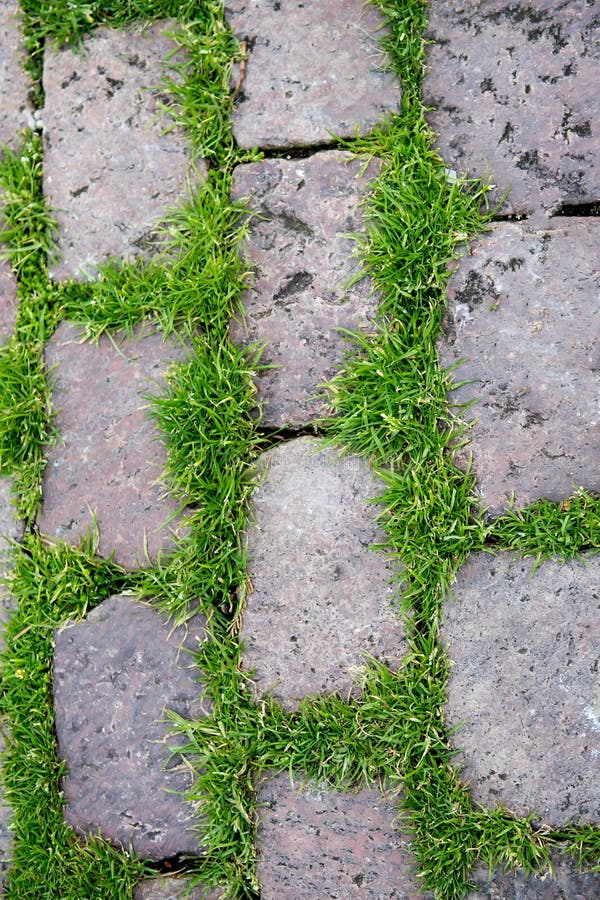 Cobblestone Pavement Overgrown with Grass Stock Photo - Image of path ...