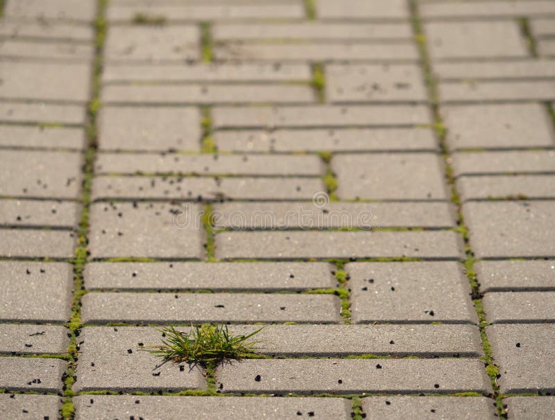 Cobblestone Paving Footpath with a Bunch of Grass, Concrete Cobbles ...