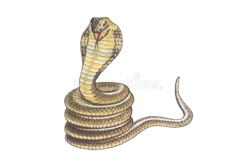 Cobra Coil Stock Illustrations – 82 Cobra Coil Stock Illustrations ...
