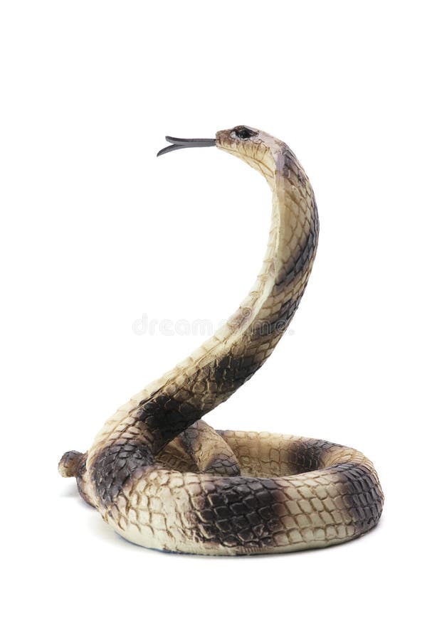 Cobra Snake stock photo. Image of animal, split, grass - 27983440