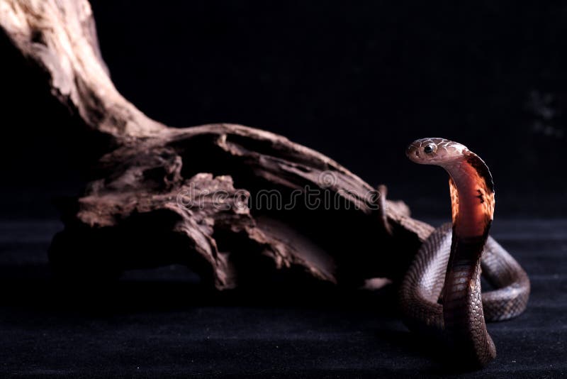 Cobra stock photo. Image of reptilian, relax, skin, reptile - 4449072