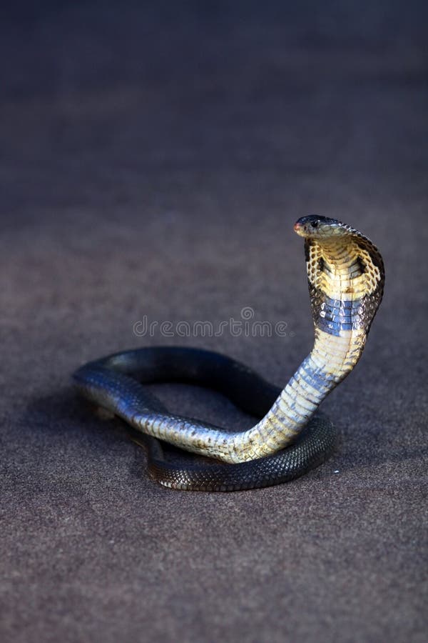 Cobra Snake stock photo. Image of animal, split, grass - 27983440