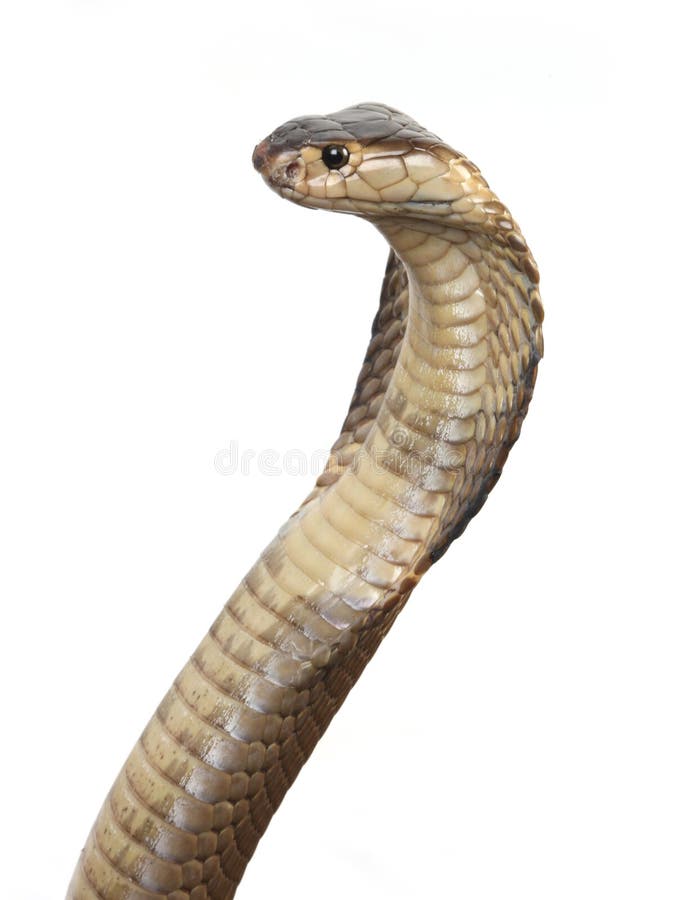 Hooded Cobra Stock Photos - Download 178 Royalty Free Photos