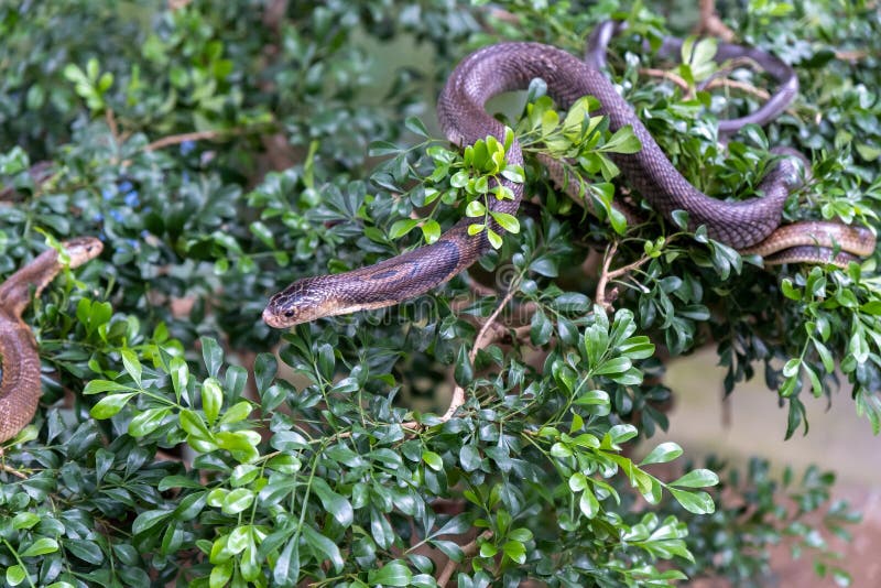 Cobra in the Bush at the Snakes Farm Stock Image - Image of species ...