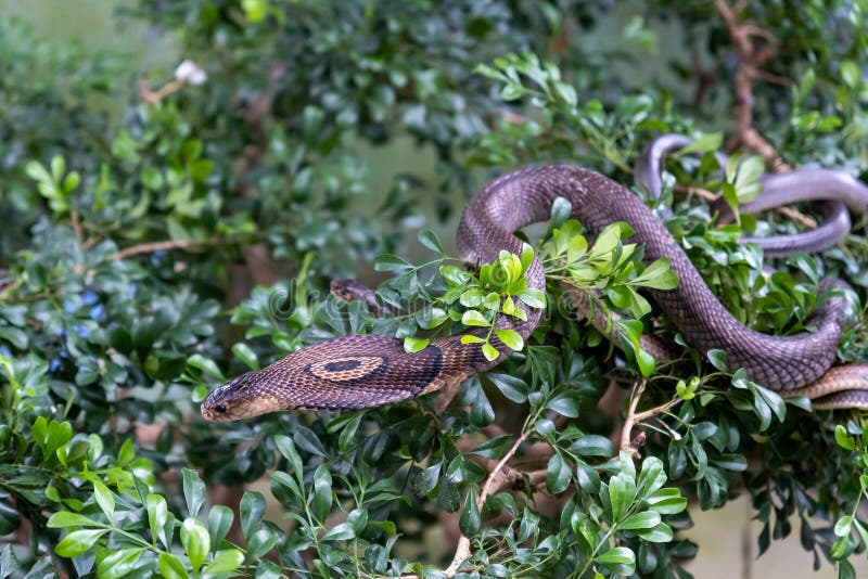 Cobra in the Bush at the Snakes Farm Stock Photo - Image of species ...