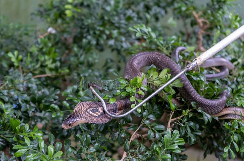 477 Cobra Bush Stock Photos - Free & Royalty-Free Stock Photos from ...