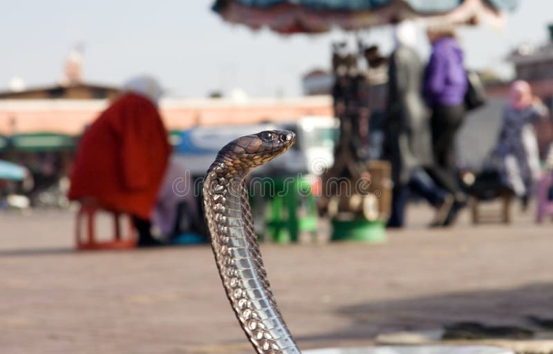 Moroccan Cobra Enchanter Sitting in the Street with His Cobra ...