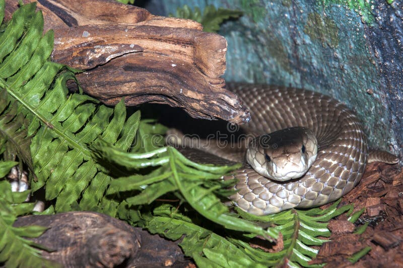A cobra coiled stock image. Image of natural, macro, reptile - 84844265