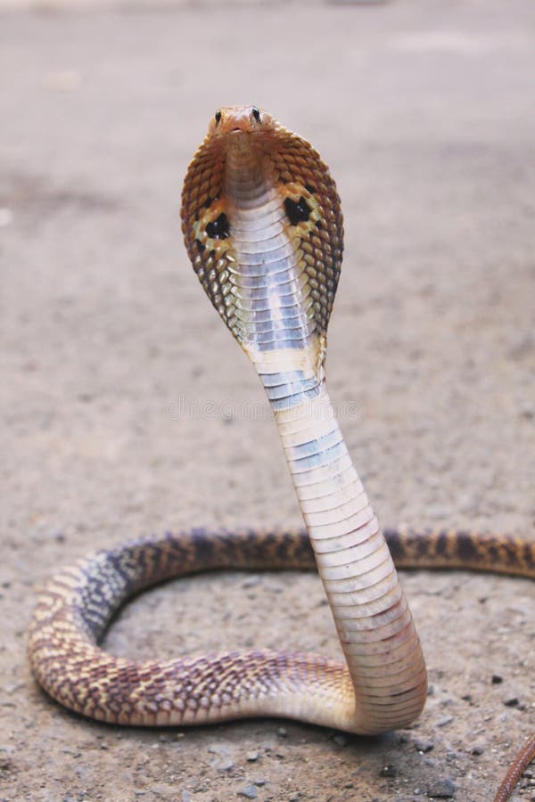 Cobra Dagli Occhiali Indiana Immagine Stock - Immagine di quale, posa ...