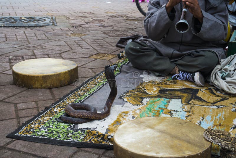 Cobra Dancing in Marrakech Morocco Stock Photo - Image of ritual ...
