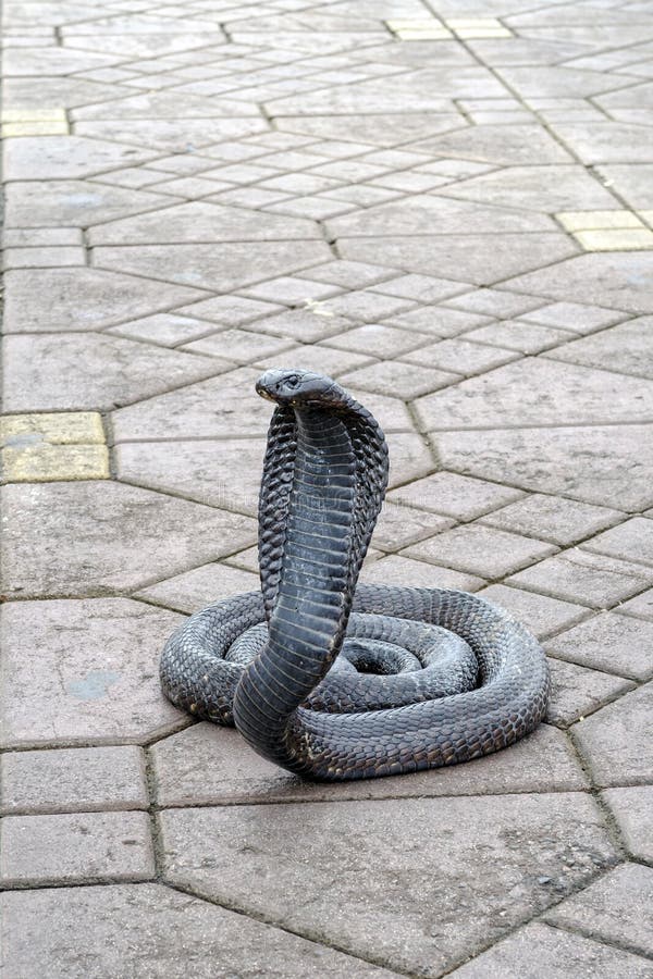 Cobra Dancing in Marrakech Morocco Stock Photo - Image of culture ...
