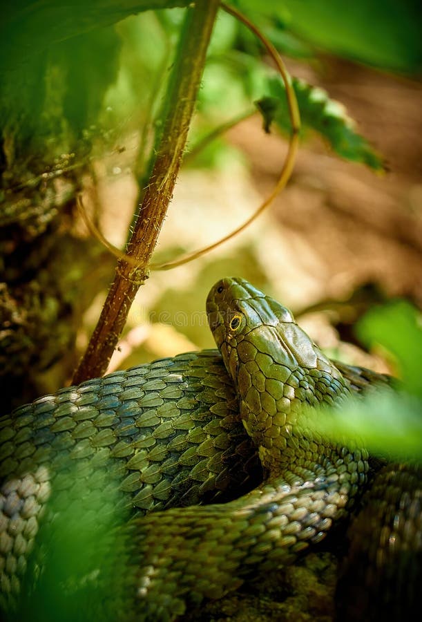 Cobra-de-relva Conhecida Como Natrix Tessellata Imagem de Stock ...