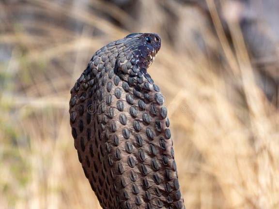 Cobra with Distinctive Scale Patterns Stock Image - Image of safari ...