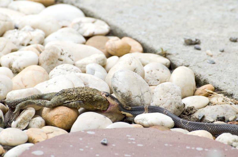 Cobra eating toad stock image. Image of green, devour - 31535901