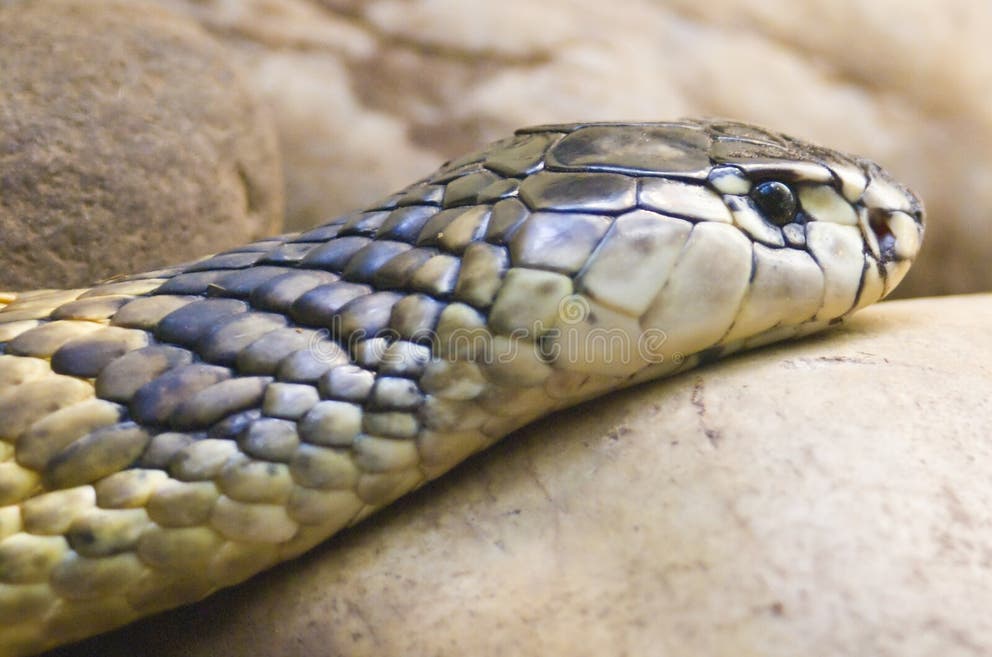 Cobra(Egyptian) stock image. Image of syria, snake, savanna - 6475817