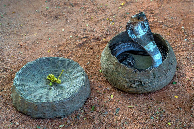El Enchanter De La Cobra, Arrastra Encantar Foto de archivo - Imagen de ...