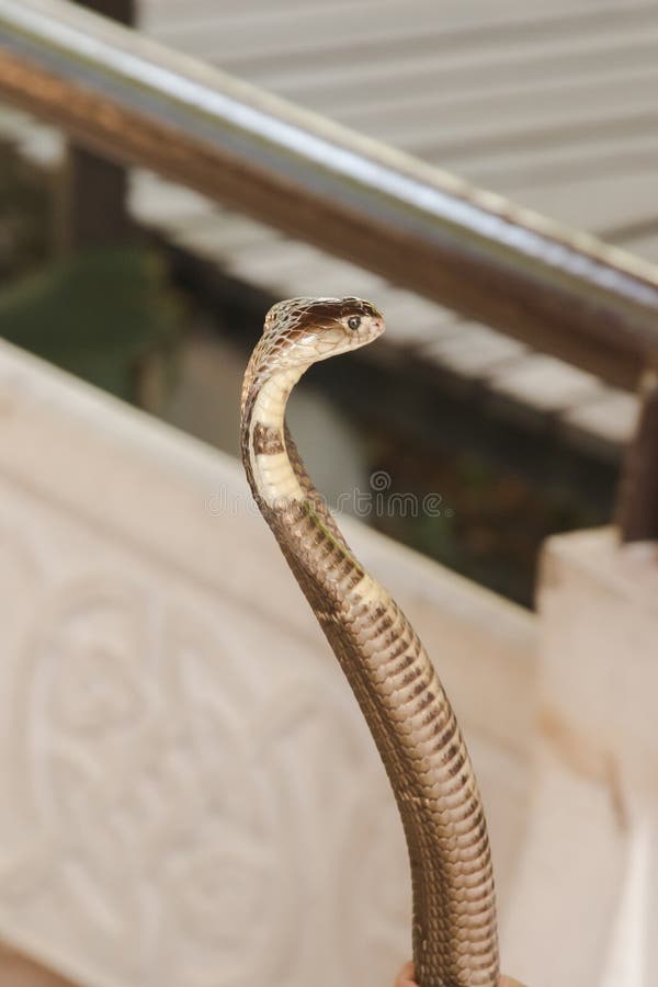 Cobra is on the floor stock photo. Image of poison, reptile - 156837306
