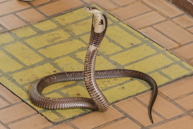 Cobra is on the floor stock photo. Image of poison, reptile - 156837306