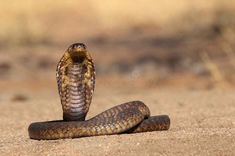 Cobra foui photo stock. Image of foui, serpent, capot - 23511558