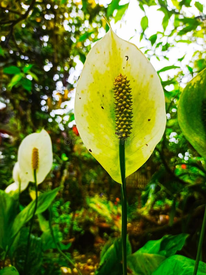 Cobra Head Flowers, we Usually Encounter in Home Gardens Stock Photo ...