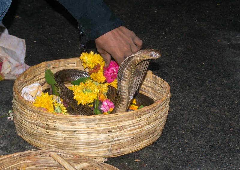 A Cobra Indiana, O Naja Do Naja, Igualmente Conhecido Como A Naja, A ...