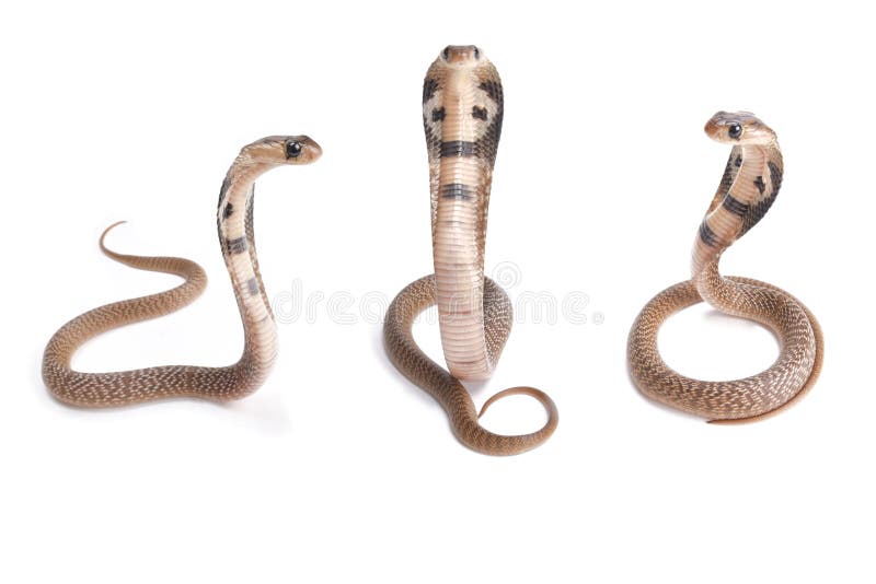 La Cobra Indiana, Il Naja Del Naja, Anche Conosciuto Come La Cobra ...