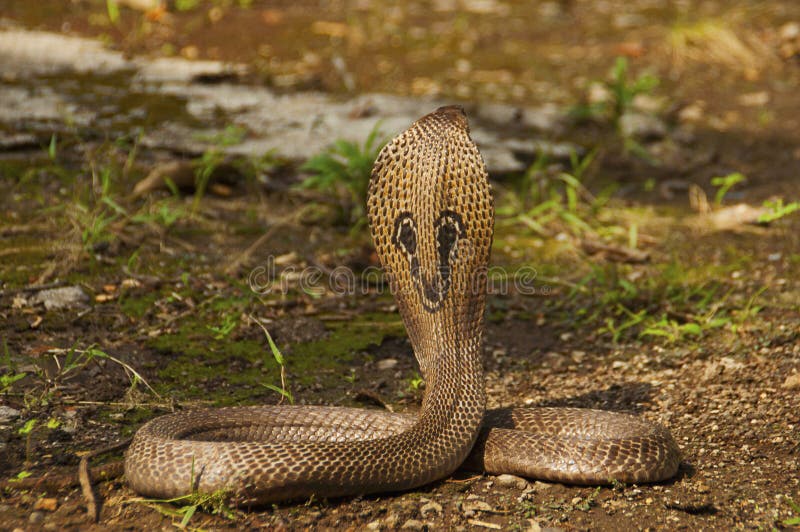 A Cobra Indiana, O Naja Do Naja, Igualmente Conhecido Como a Naja, a ... A Cobra Indiana, O Naja Do Naja, Igualmente Conhecido Como a Naja, a ...