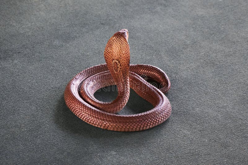 Curled cobra snake closeup stock photo. Image of orange - 28564260 Curled cobra snake closeup stock photo. Image of orange - 28564260