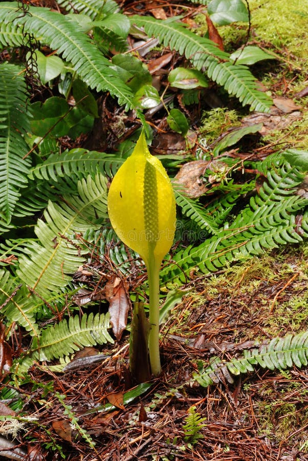 Cobra Lily stock image. Image of spring, spadix, single - 28084209