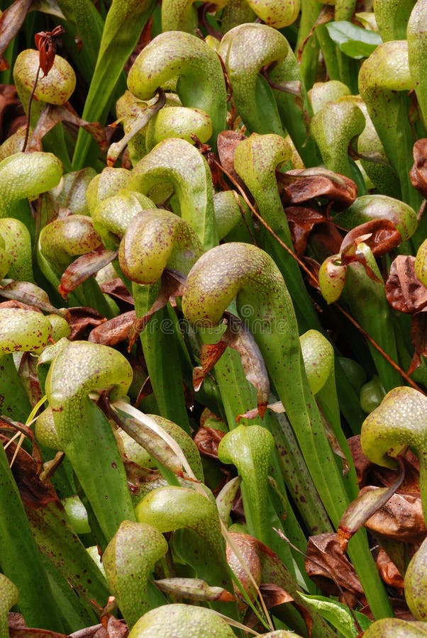 Cobra Lily stock photo. Image of cobra, green, background - 28084212