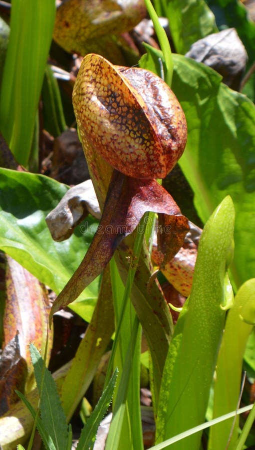 Cobra lily plant stock image. Image of brick, carnivorous - 80060475