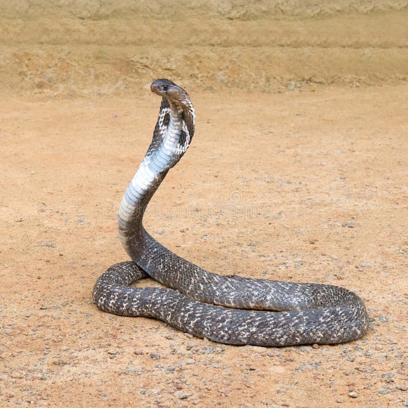 Cobra in Menacing Pose in the Wild Stock Photo - Image of deadly, sand ...