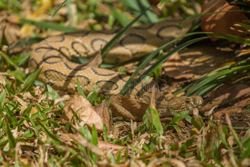 A Cobra Moving in the Undergrowth Stock Image - Image of pattern ...