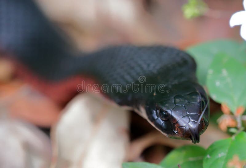 Cobra preta rebelada foto de stock. Imagem de australiano - 191581196
