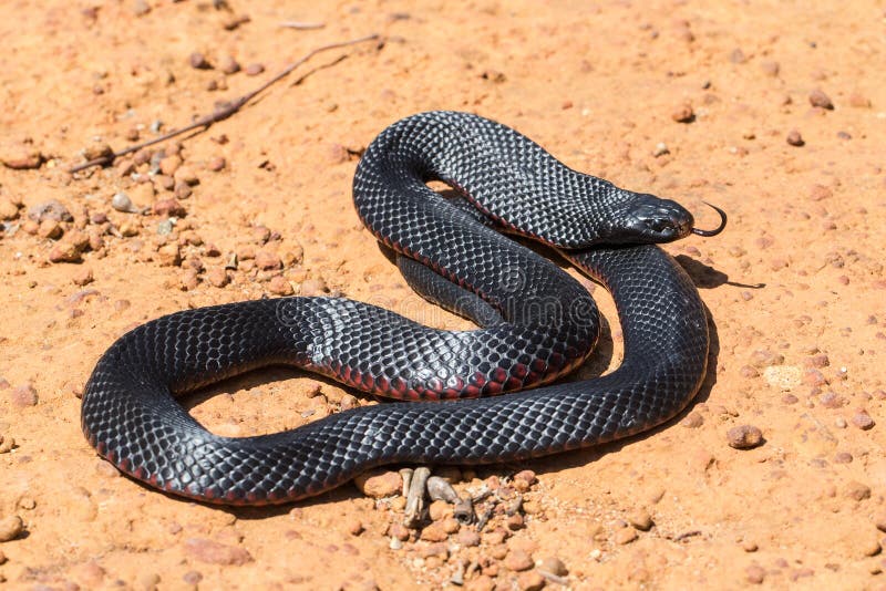 Cobra preta rebelada imagem de stock. Imagem de réptil - 188697879